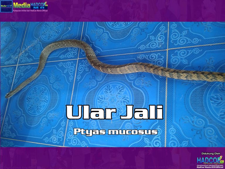 Ular Jali Ptyas Mucosus Berukuran SUPER JUMBO - Media HadCoe MO